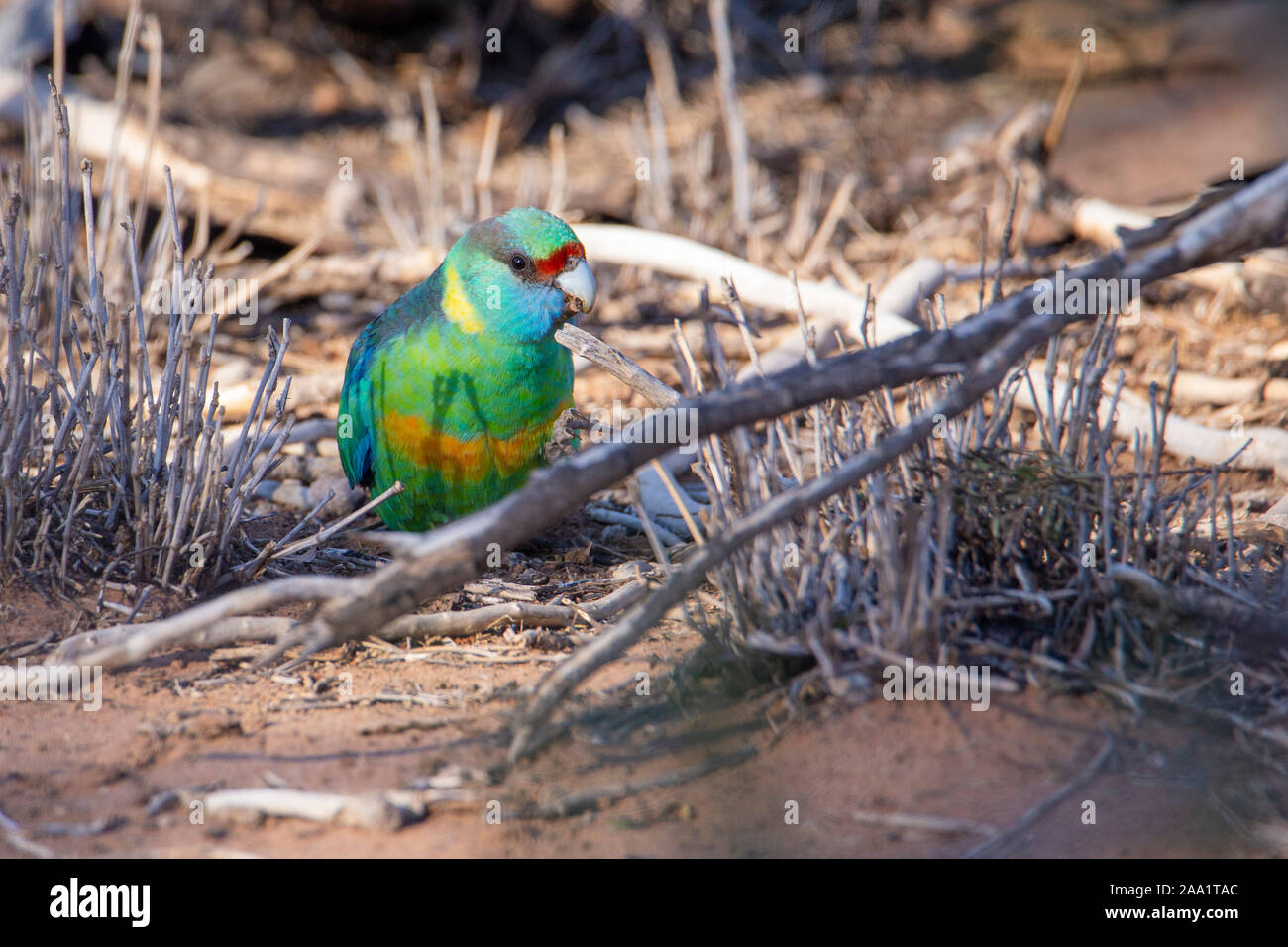 Australian Ringneck parrot (Barnardius zonarius) feeding on the ground ...