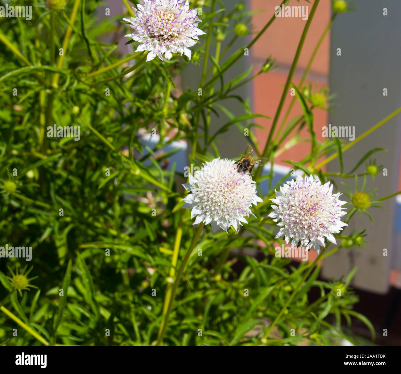 Dainty white Scabiosa columbaria - a genus in honeysuckle family ...