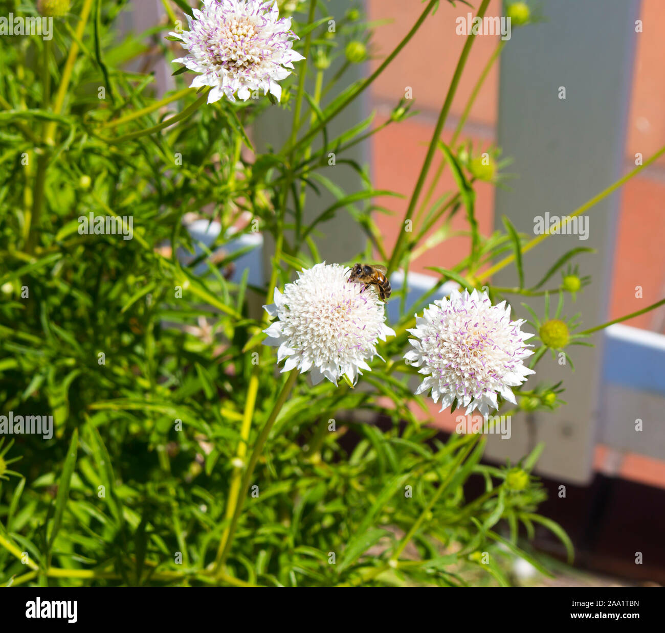 Pigeon scabious scabiosa columbaria hi-res stock photography and images ...