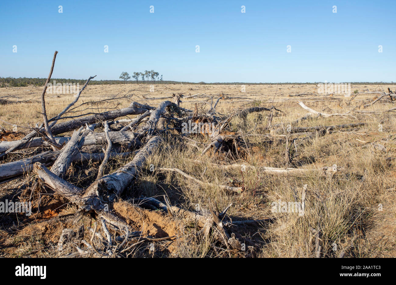 View of land recently cleared of trees, highlighting deforestation in ...