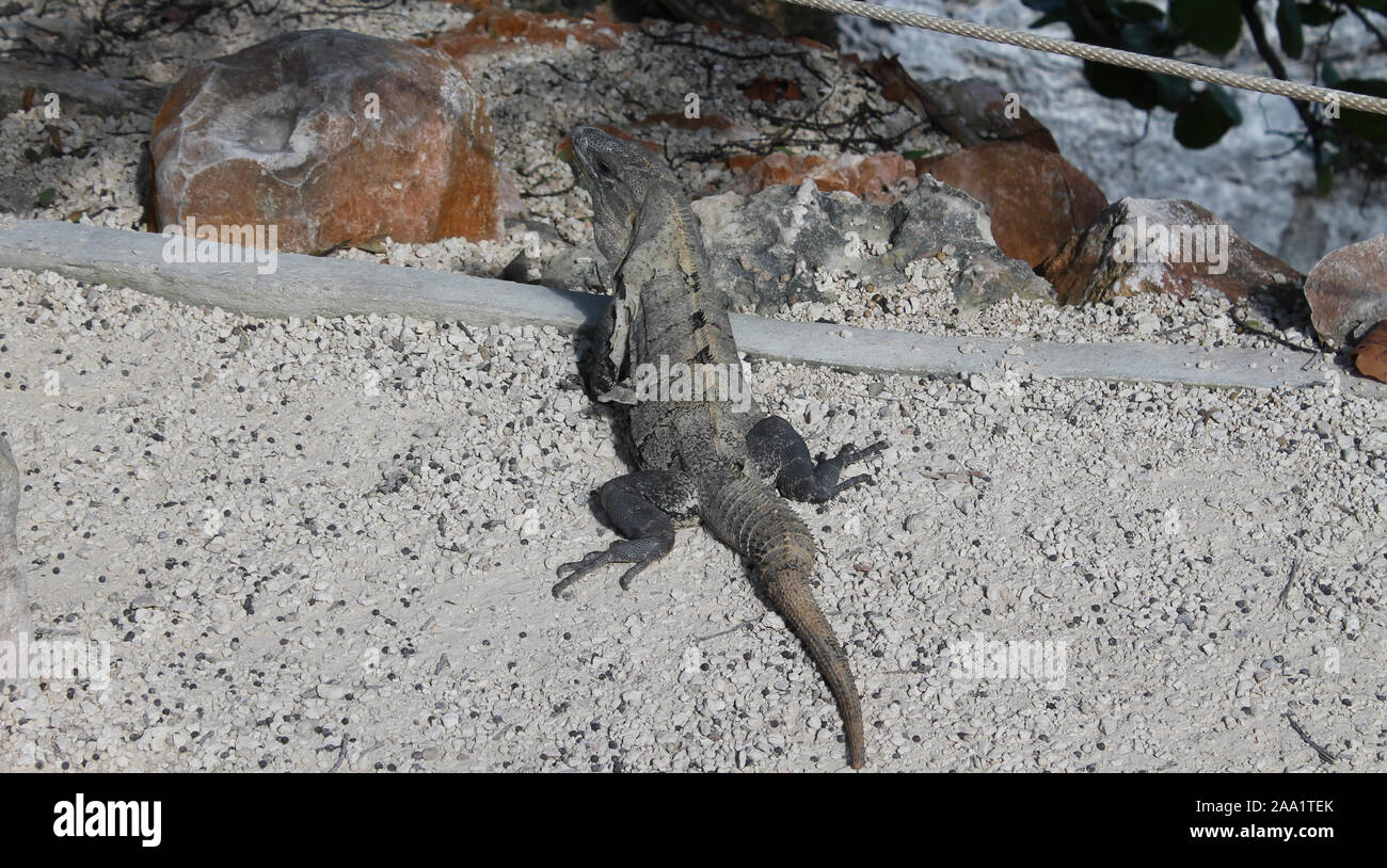 Mayan Ruins at the city of Tulum near Cancun, Mexico in the state of ...