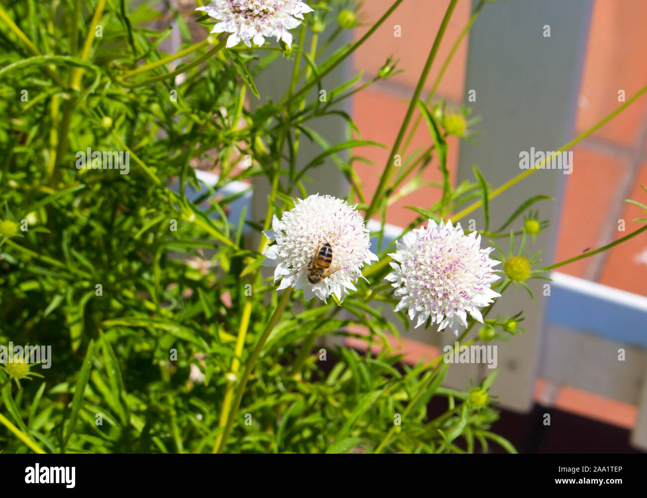 Dainty white Scabiosa columbaria - a genus in honeysuckle family ...