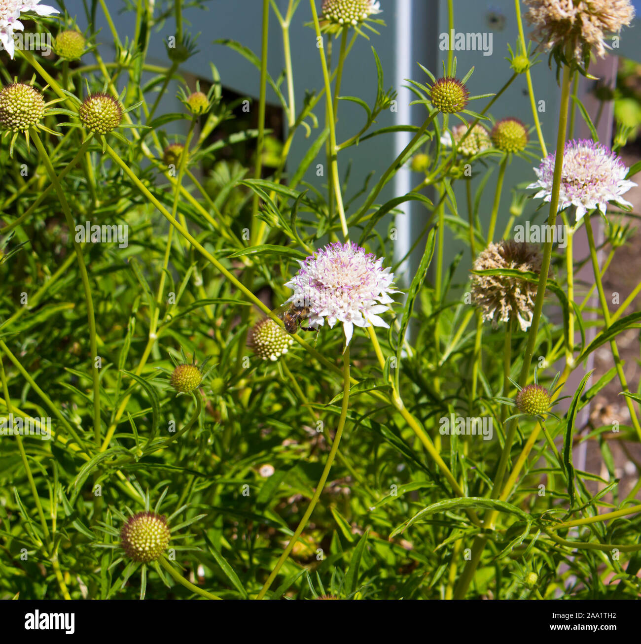 Scabiousa hi-res stock photography and images - Alamy