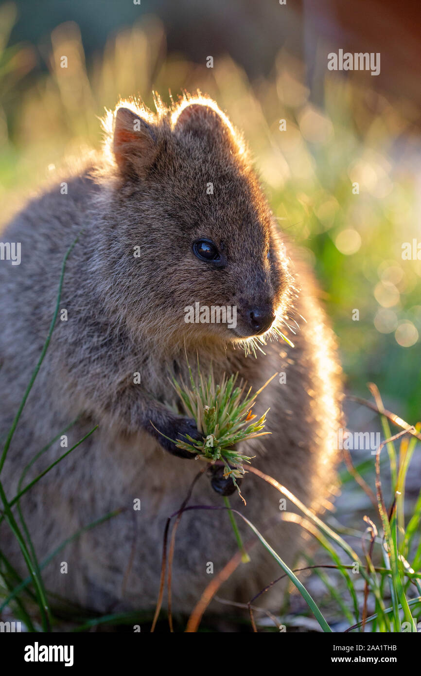 Quokka (Setonix brachyurus) in the wild, Rottnest Island, Western ...