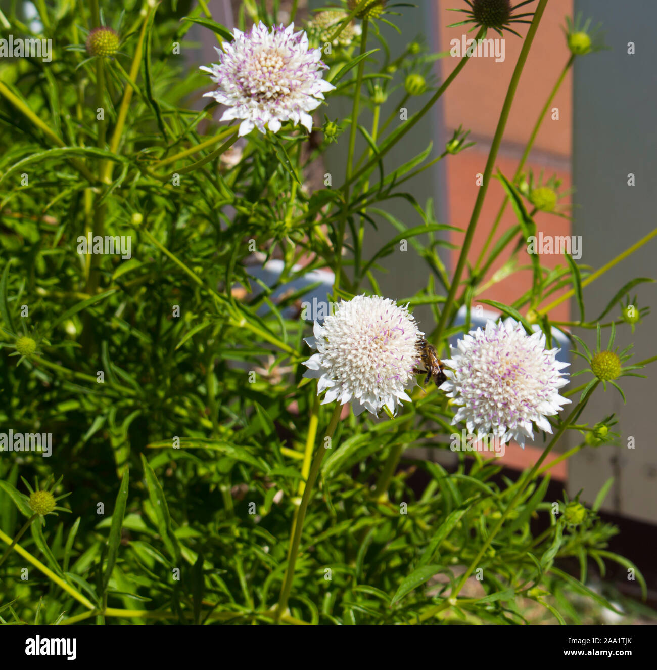 Dainty white Scabiosa columbaria - a genus in honeysuckle family ...
