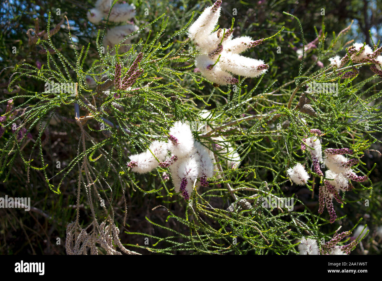 Fluffy white flowers of Australian Melaleuca linariifolia, snow-in ...