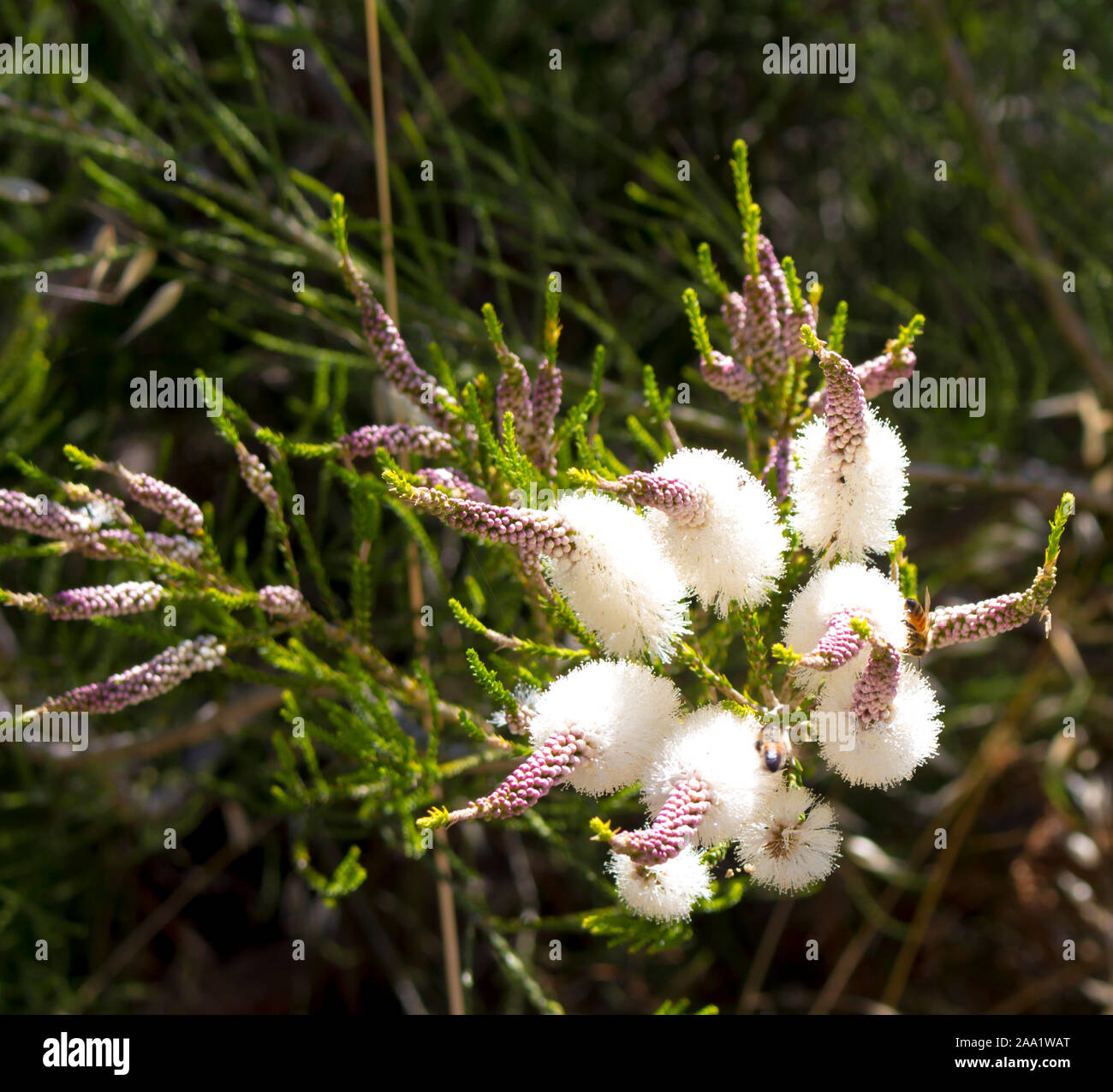 Fluffy White Flowers High Resolution Stock Photography and Images - Alamy