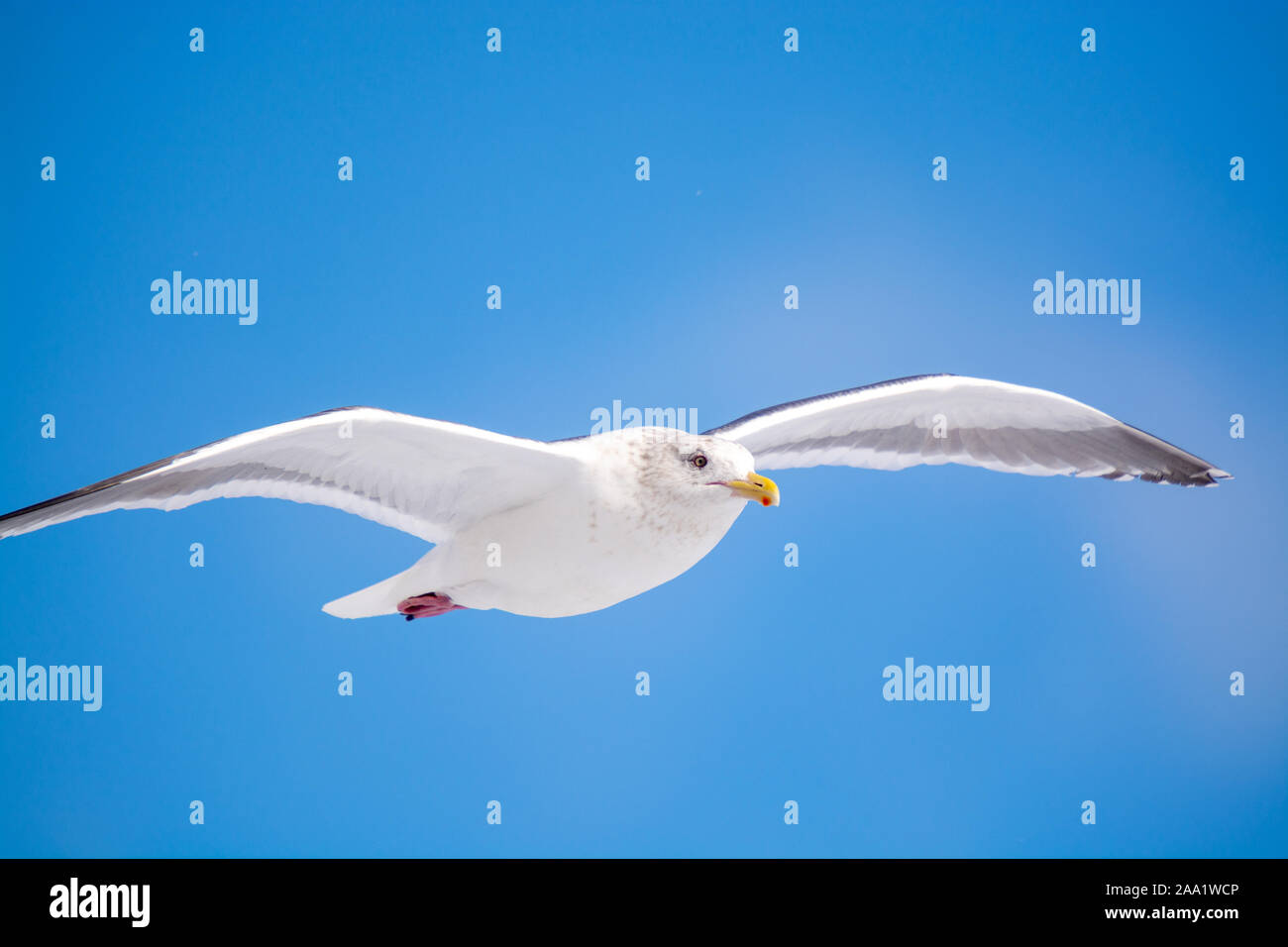 Japanese seagull hi-res stock photography and images - Alamy