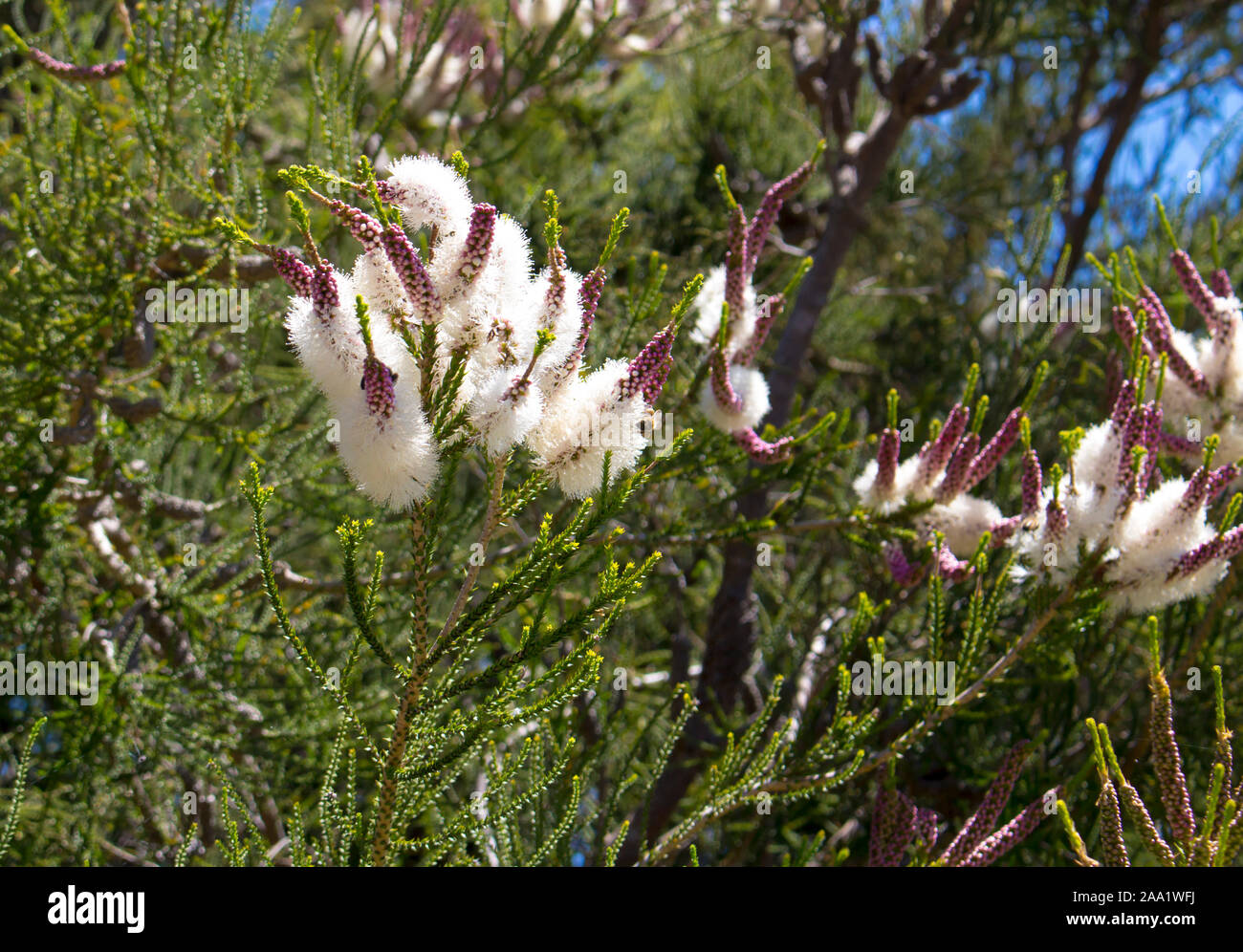 Fluffy white flowers of Australian Melaleuca linariifolia, snow-in ...