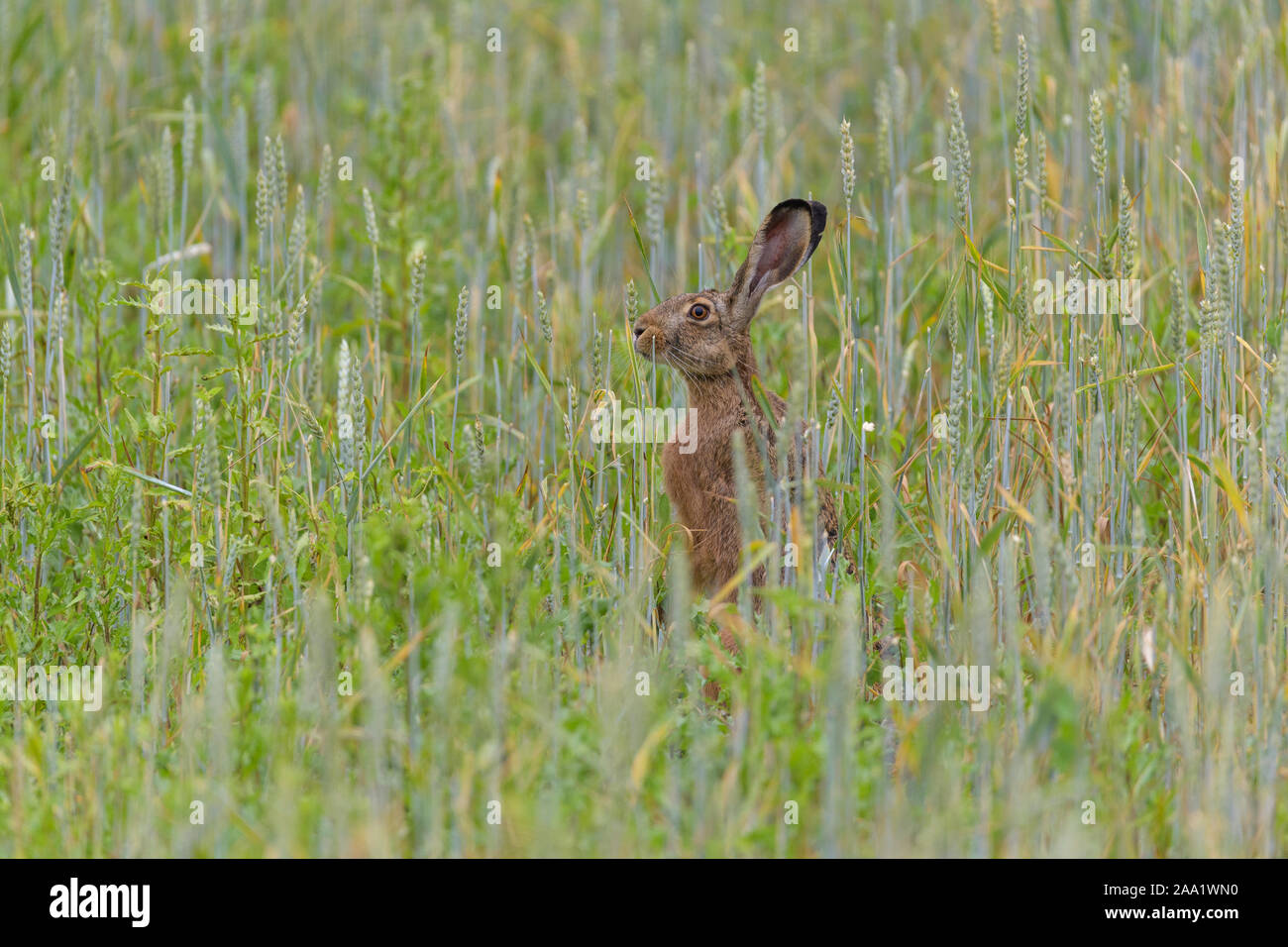 European brown hare, Lepus europaeus Stock Photo - Alamy