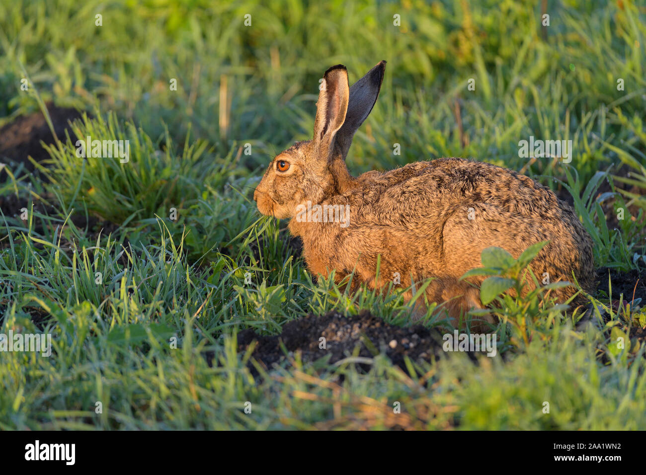 European brown hare, Lepus europaeus Stock Photo - Alamy