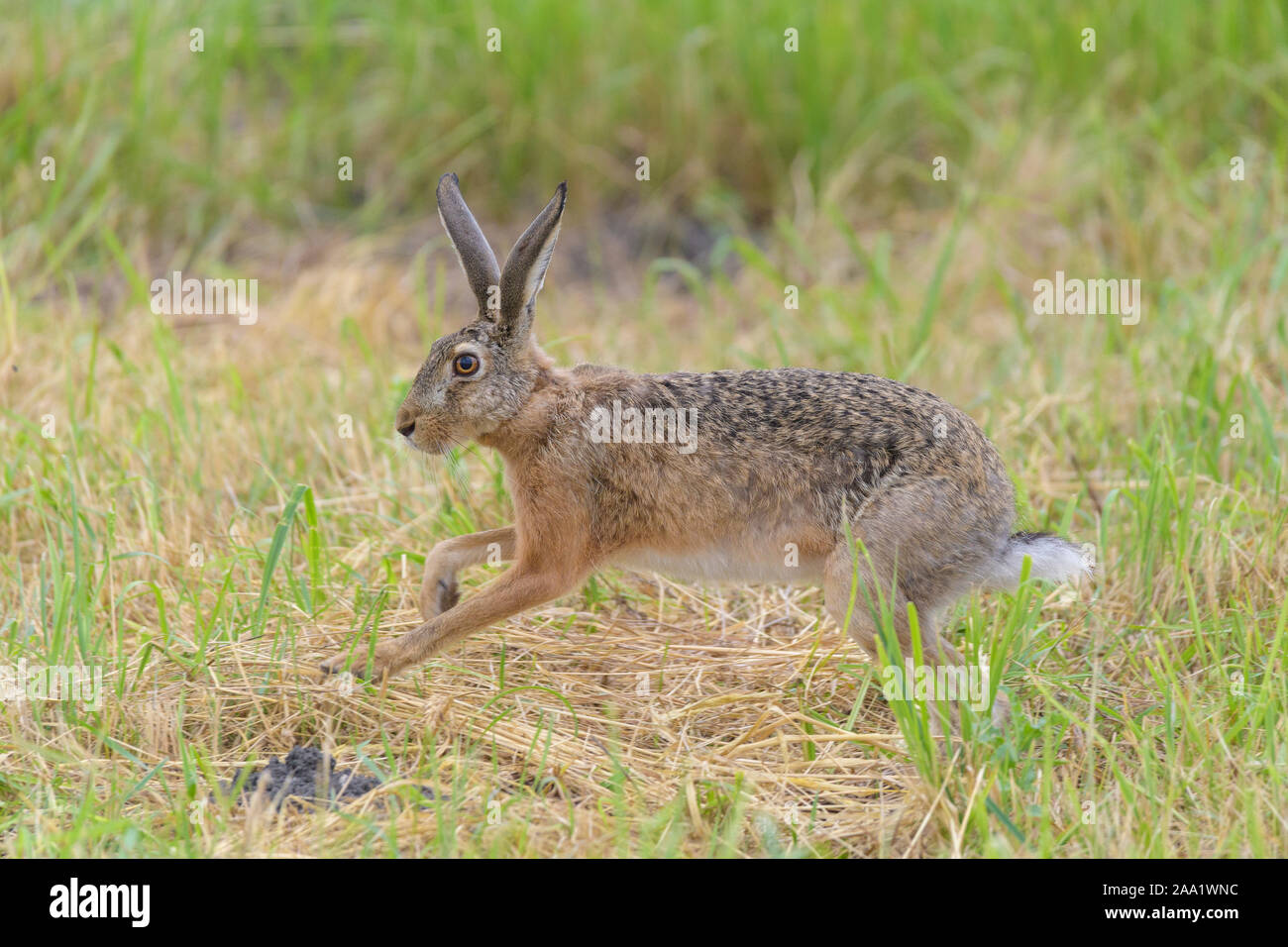 European Hare Jump High Resolution Stock Photography and Images - Alamy