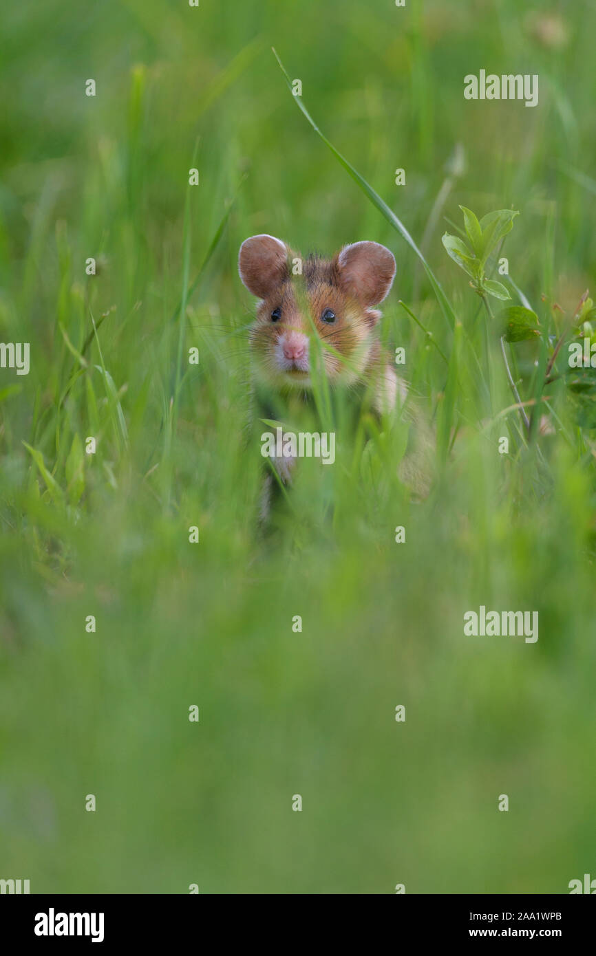 Common Hamster, Cricetus cricetus Stock Photo - Alamy