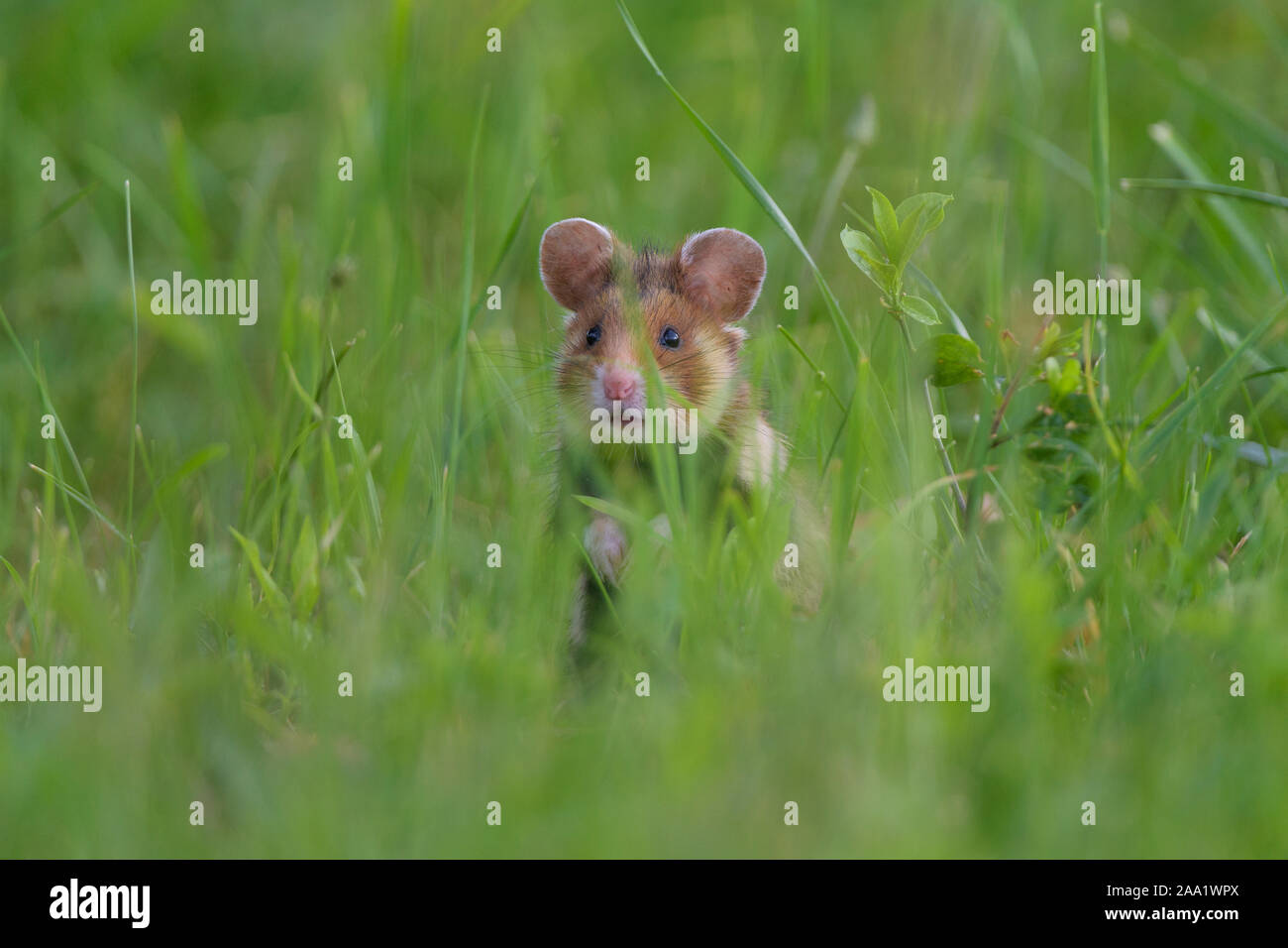 Common Hamster, Cricetus cricetus Stock Photo - Alamy