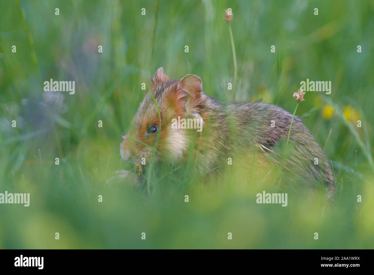 Common Hamster, Cricetus cricetus Stock Photo - Alamy