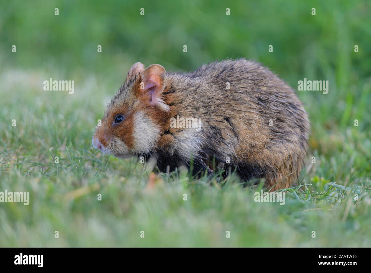 Common Hamster, Cricetus cricetus Stock Photo - Alamy