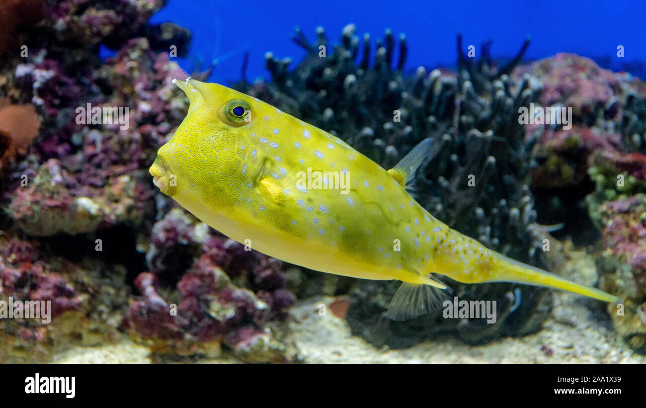 Longhorn cowfish. yellow fish on coral background Stock Photo - Alamy