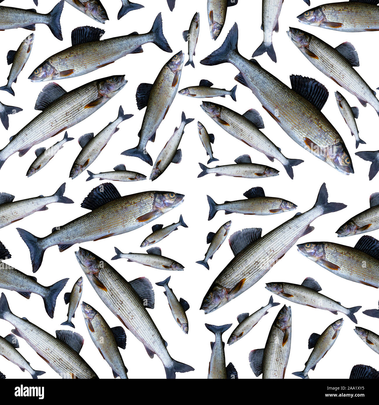 Seamless pattern with Arctic grayling fish isolated on white background ...