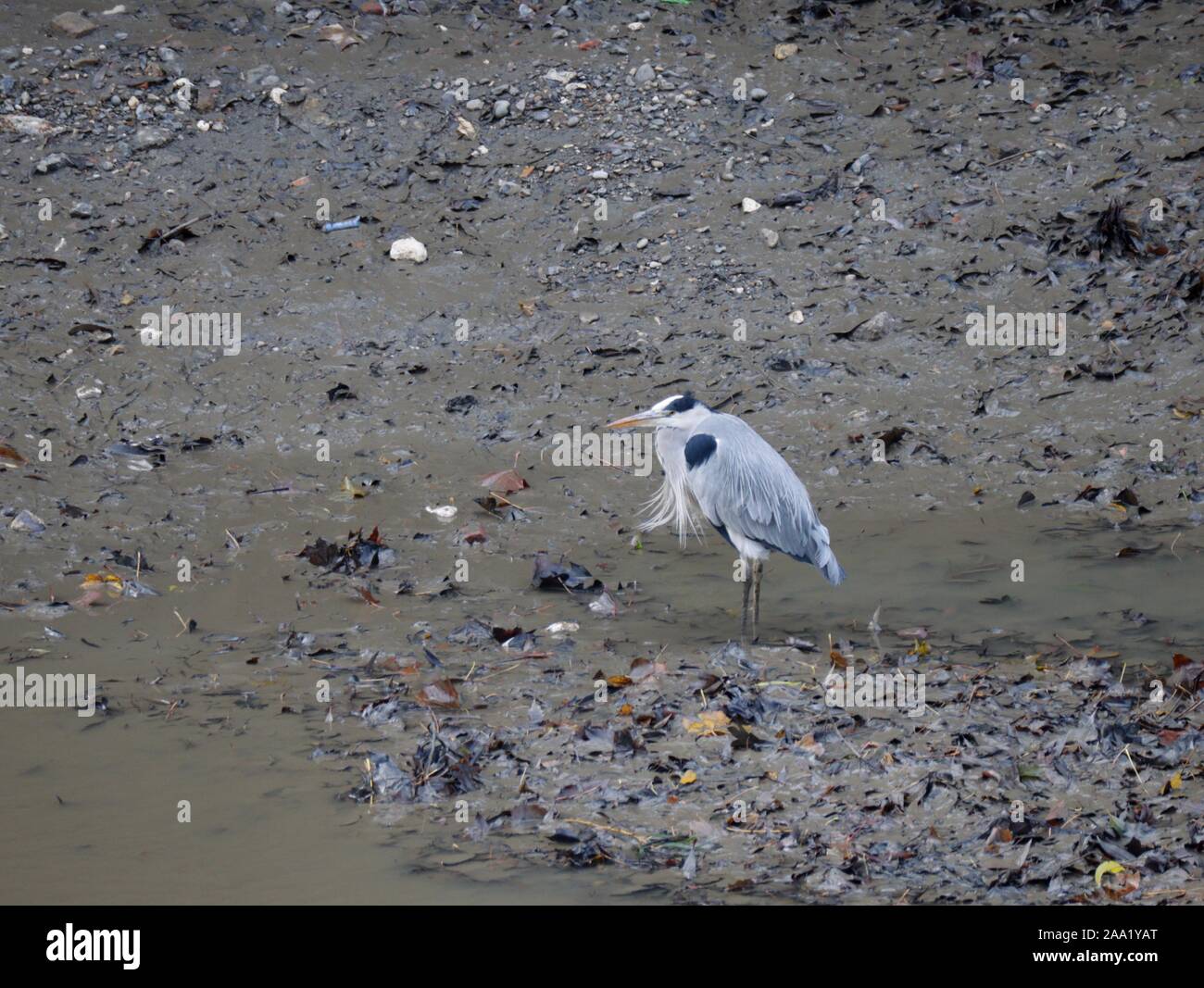 Mudbank hi-res stock photography and images - Alamy