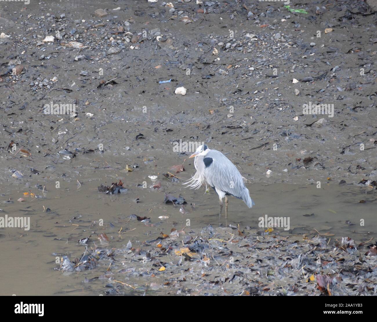 Mudbank hi-res stock photography and images - Alamy