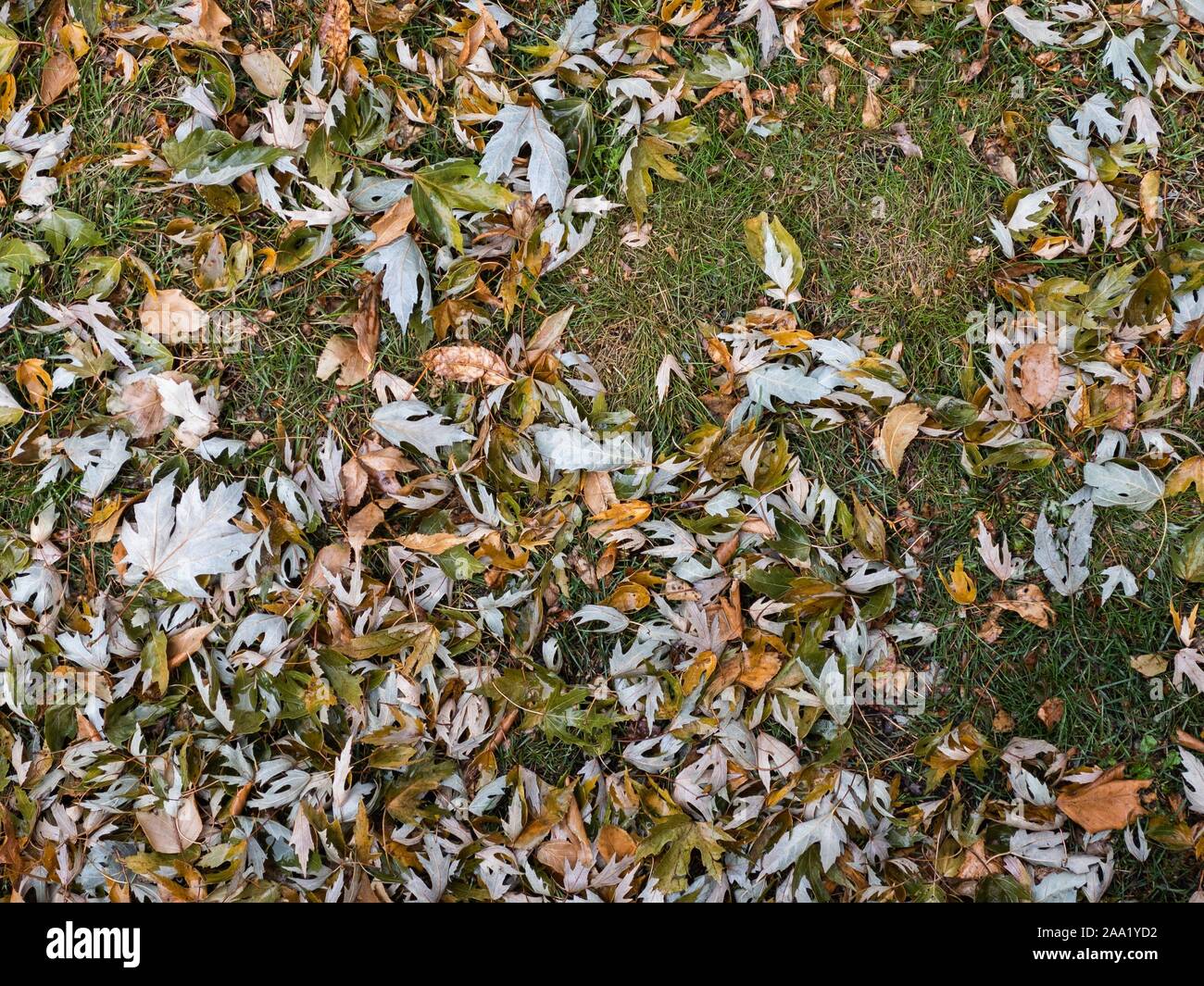 Autumn background with withered maple leaves on green grass viewed from ...