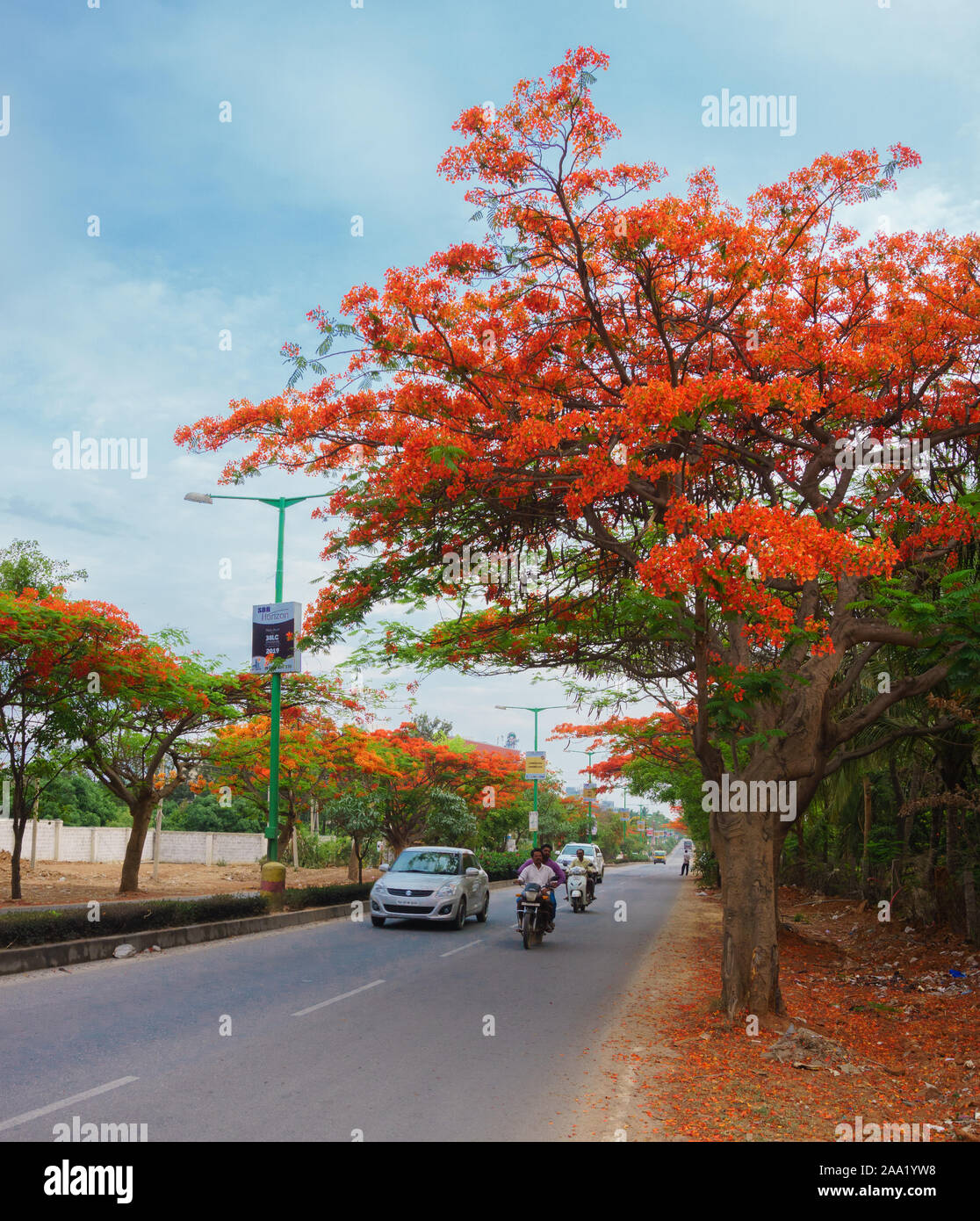 Beautiful tree lined avenue hi-res stock photography and images - Alamy