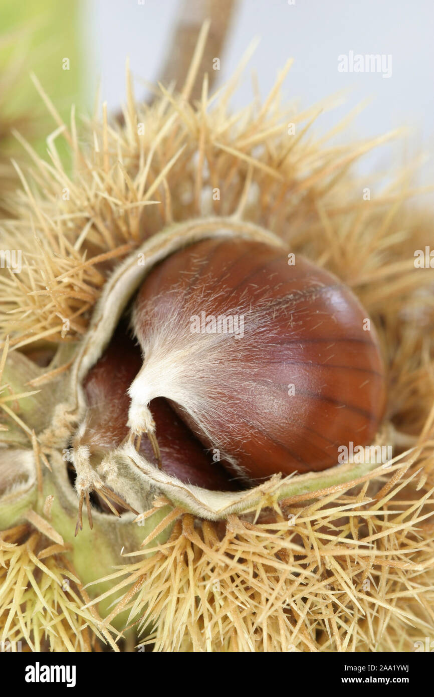 Maronen (Esskastanien) in der stacheligen Schale / Edible chestnuts in ...