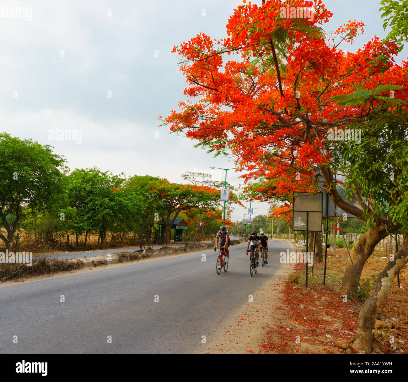 Tree lined avenue of Bangalore City Stock Photo - Alamy
