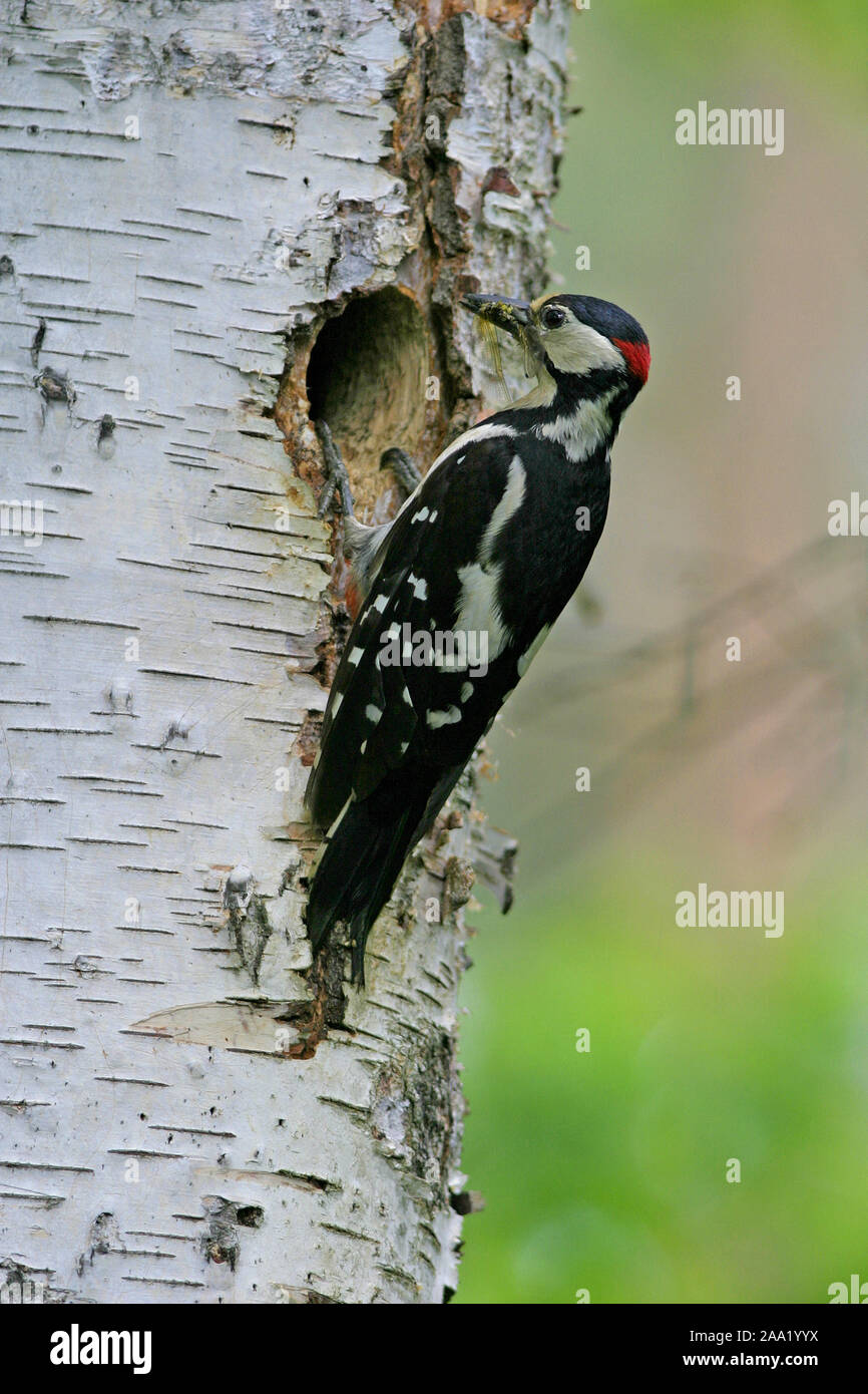 Buntspecht an seiner Spechthˆhle in einer Birke / Great spotted ...