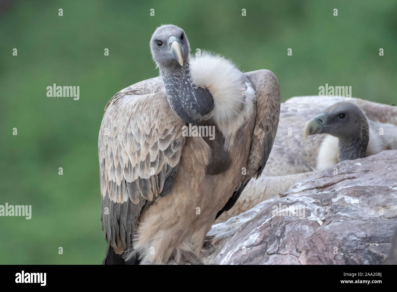 Indian vulture in natural habitats Stock Photo - Alamy