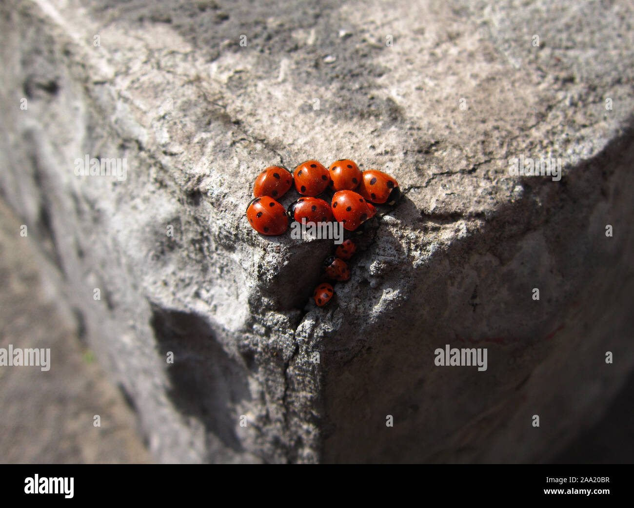 Family of ladybugs Stock Photo - Alamy