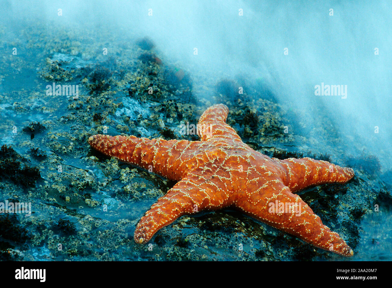 Seestern, Pisaster ochraceus, Olymp. NP, Washington, USA Stock Photo ...