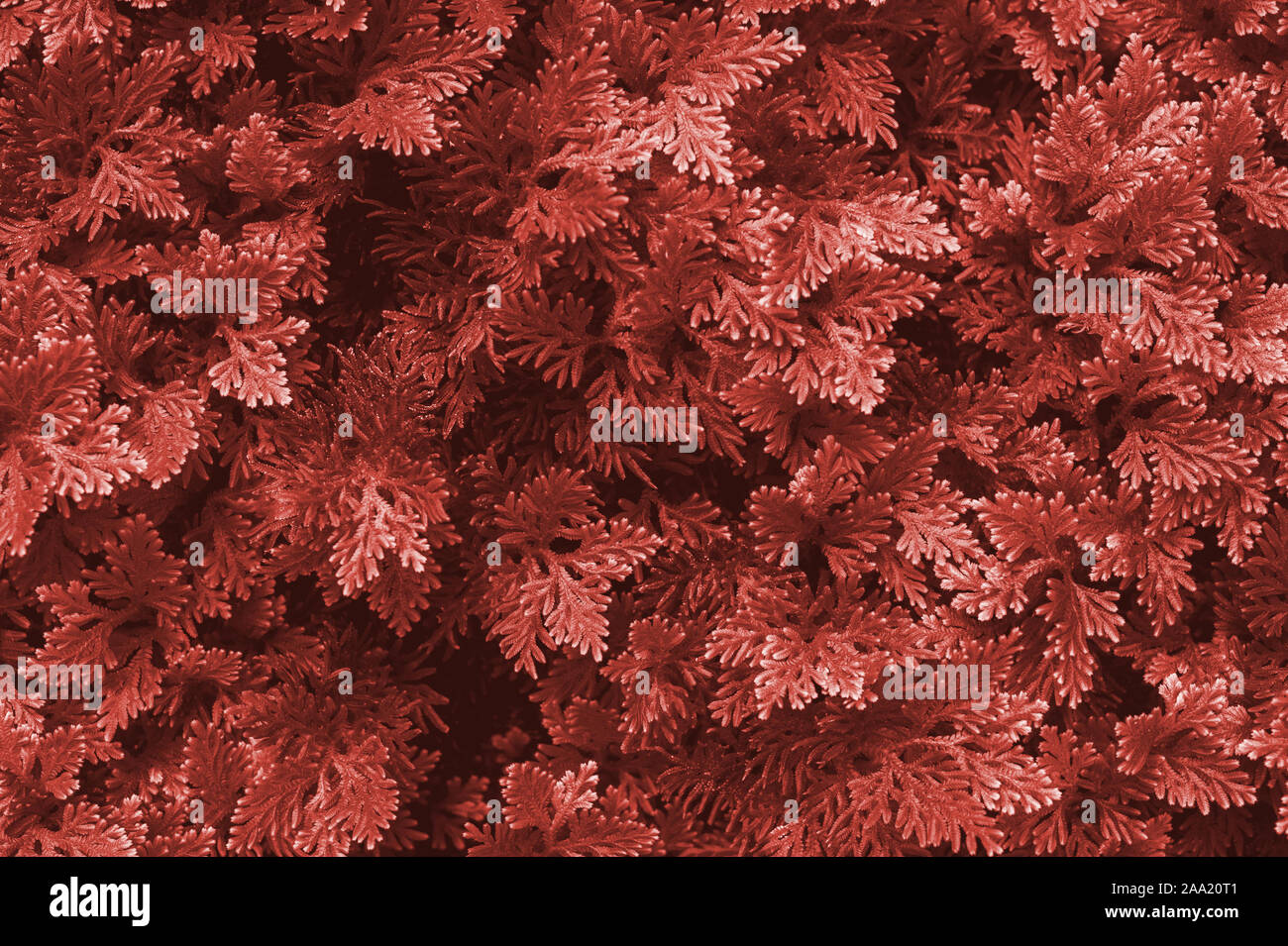 Beautiful texture of the hedge. The trend colors of the living coral ...
