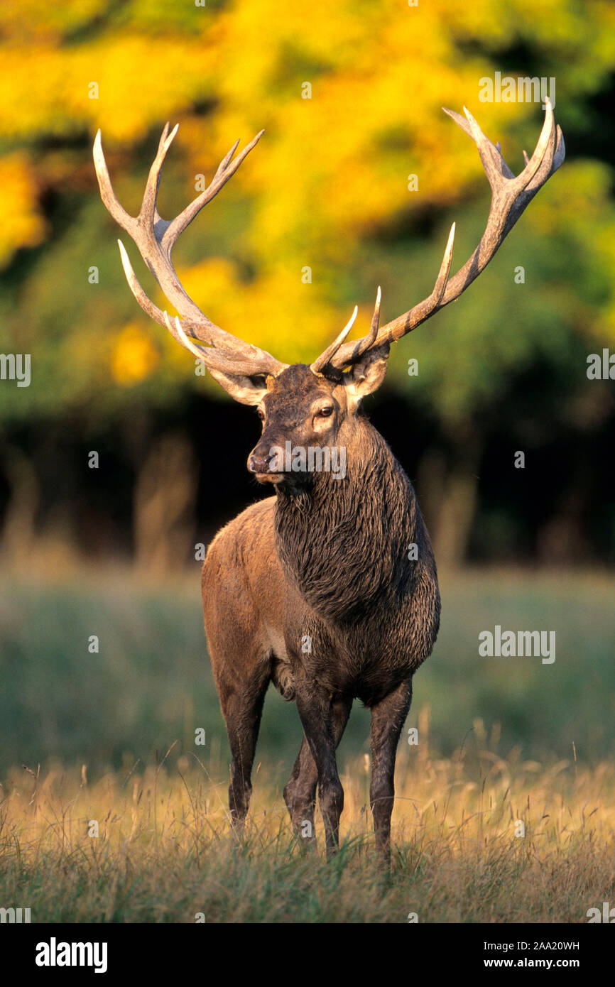Hirsch in der landschaft hi-res stock photography and images - Alamy