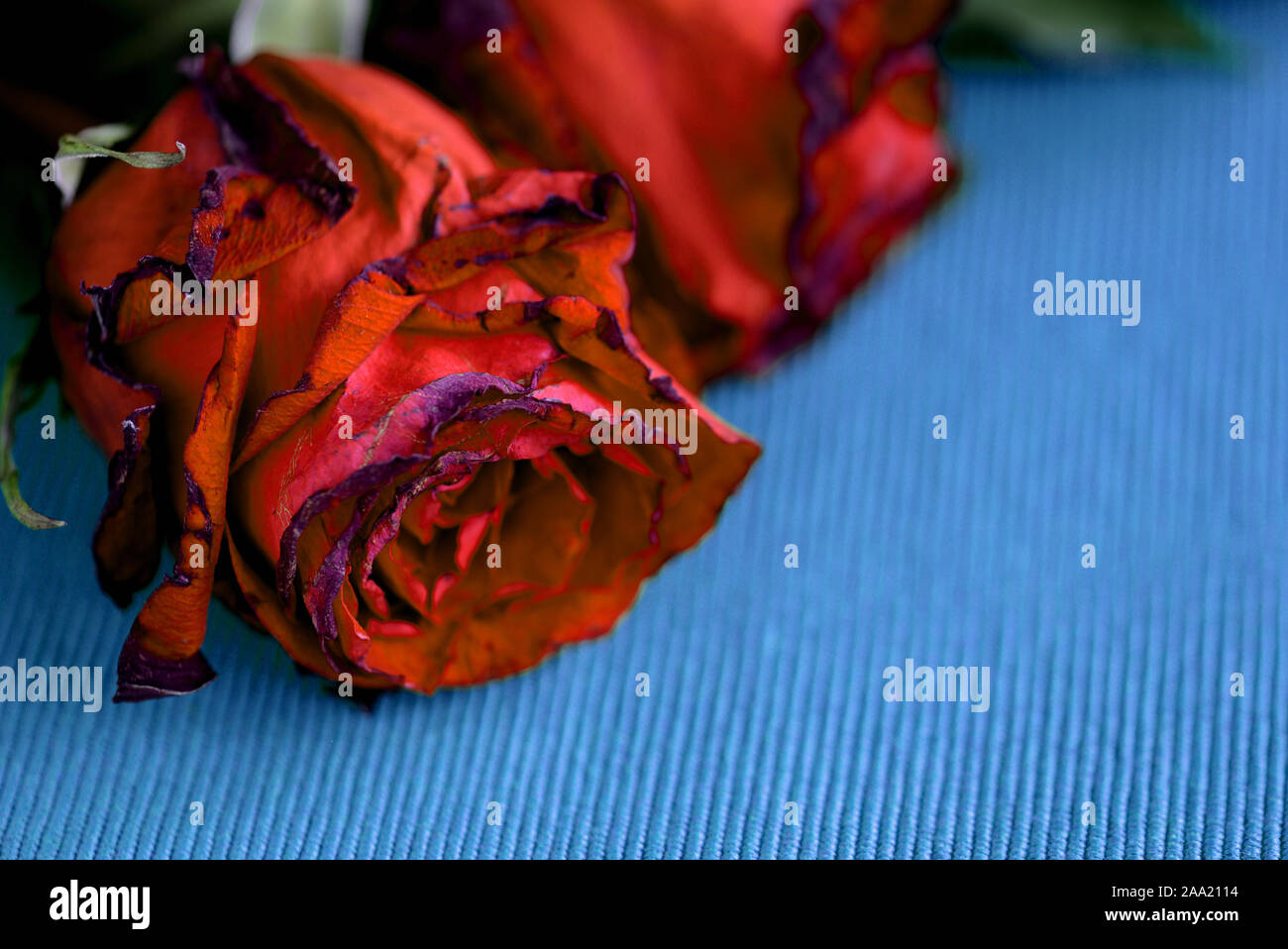 Wilted roses red color on a blue textile background close-up Stock ...