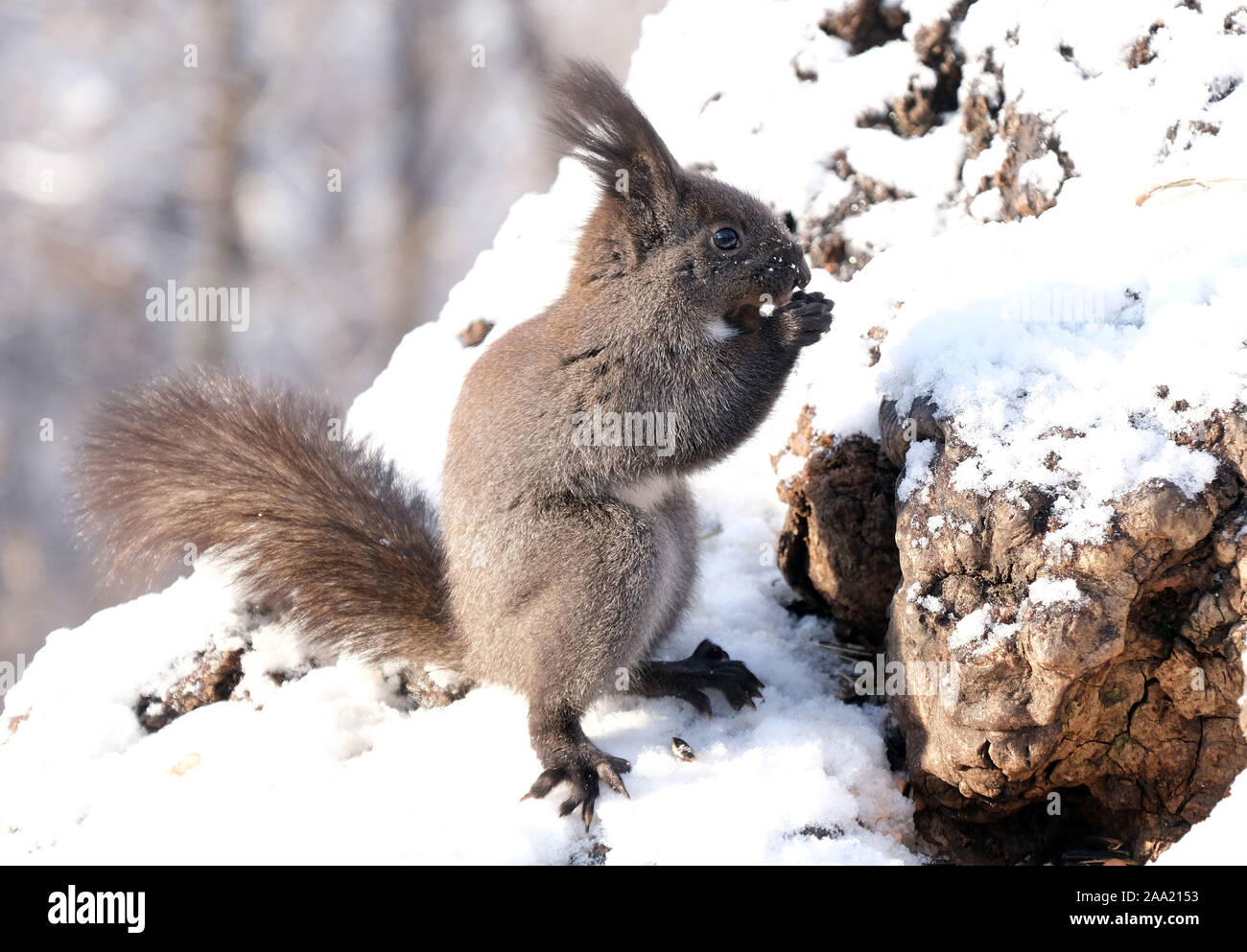 Shenyang, China. 18th Nov, 2019. A cute squirrel is storing food for ...