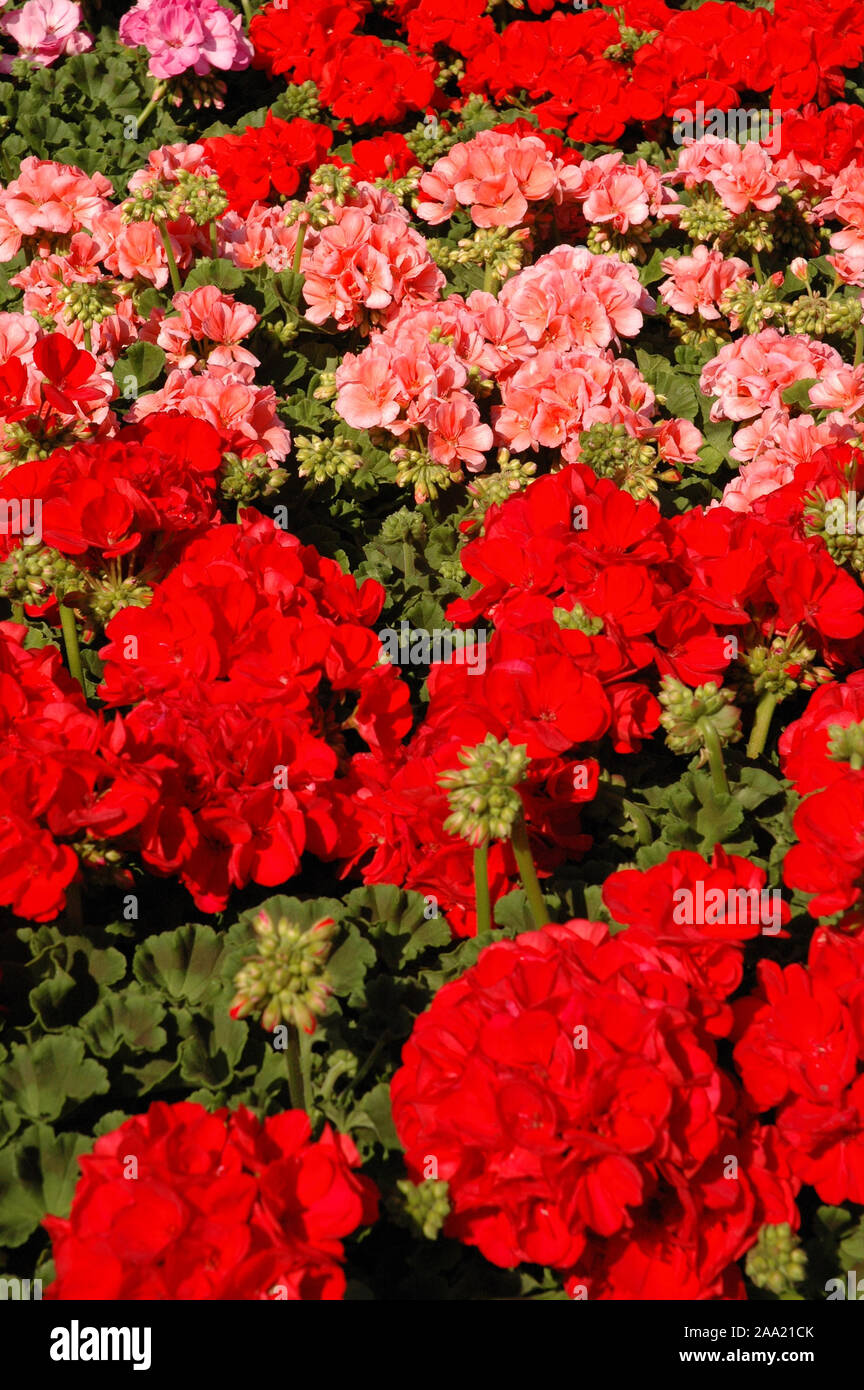 Red and pink geranium flowers set Stock Photo - Alamy