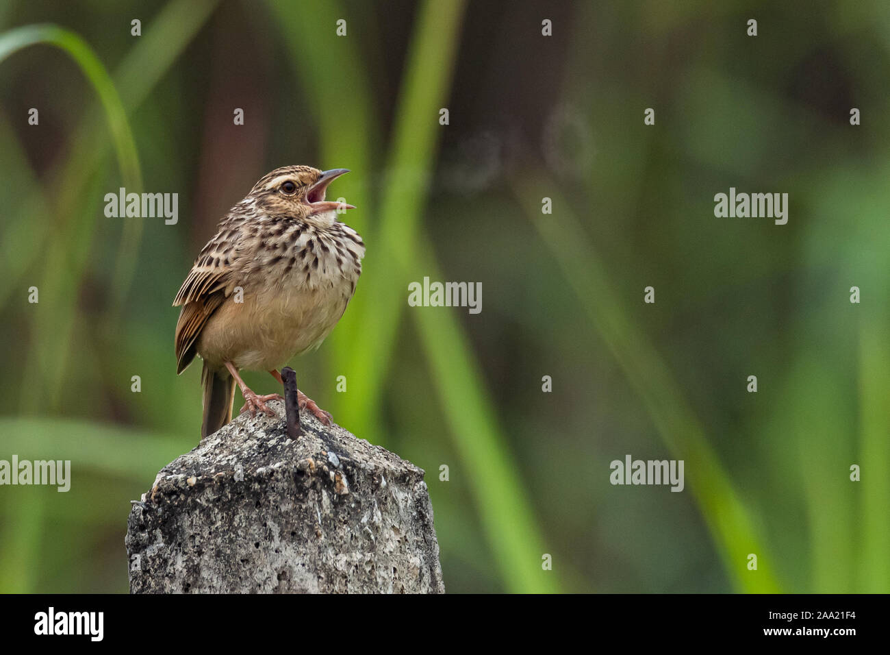 Indochinese Bushlark perching on top of cement pole with the bill open ...