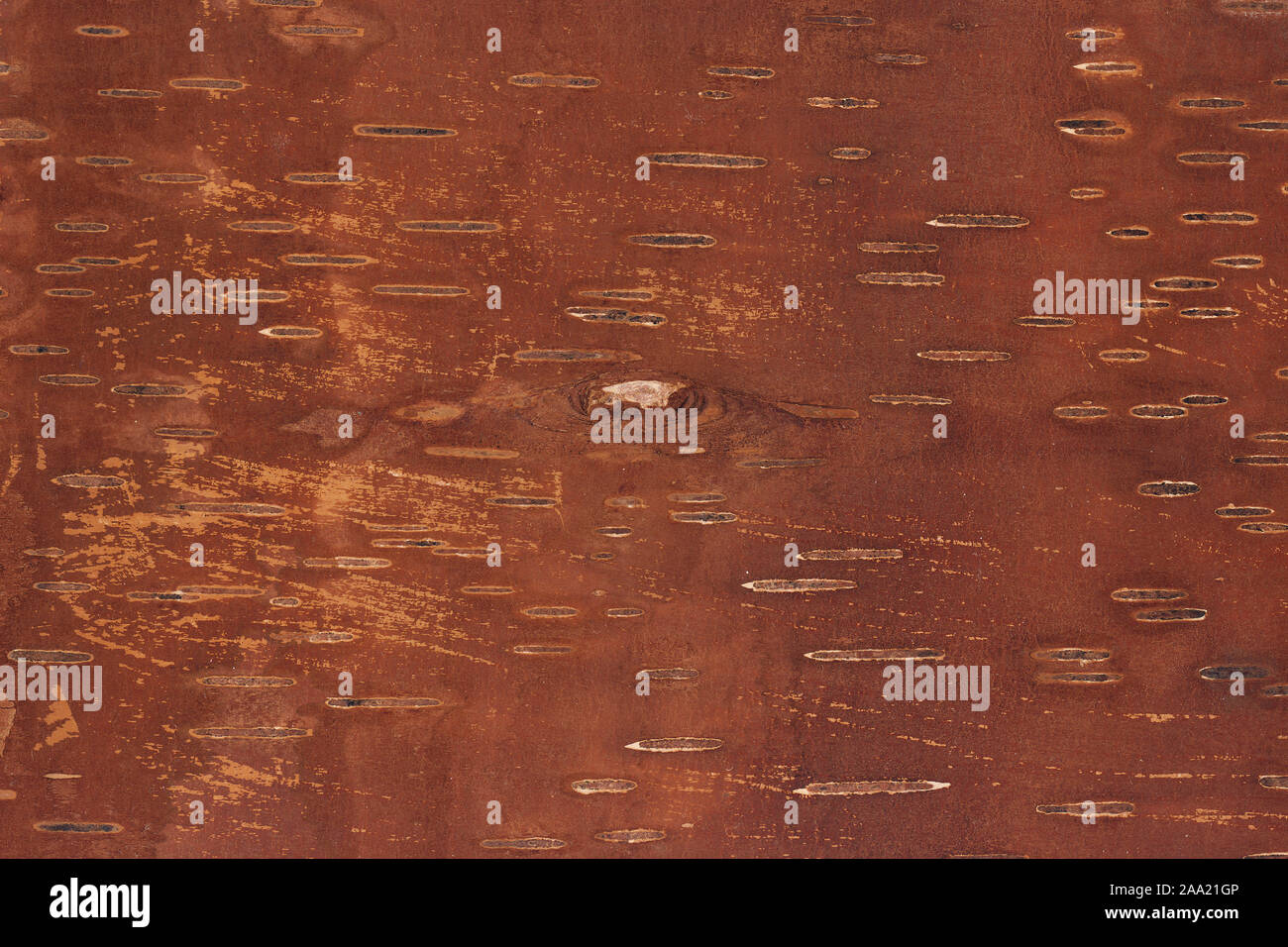 Inner side of birch bark Stock Photo - Alamy