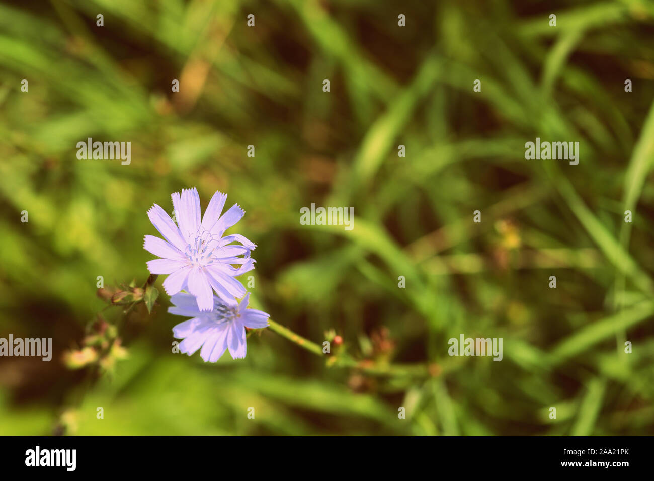 Closeup beautiful chicory flowers hi-res stock photography and images ...