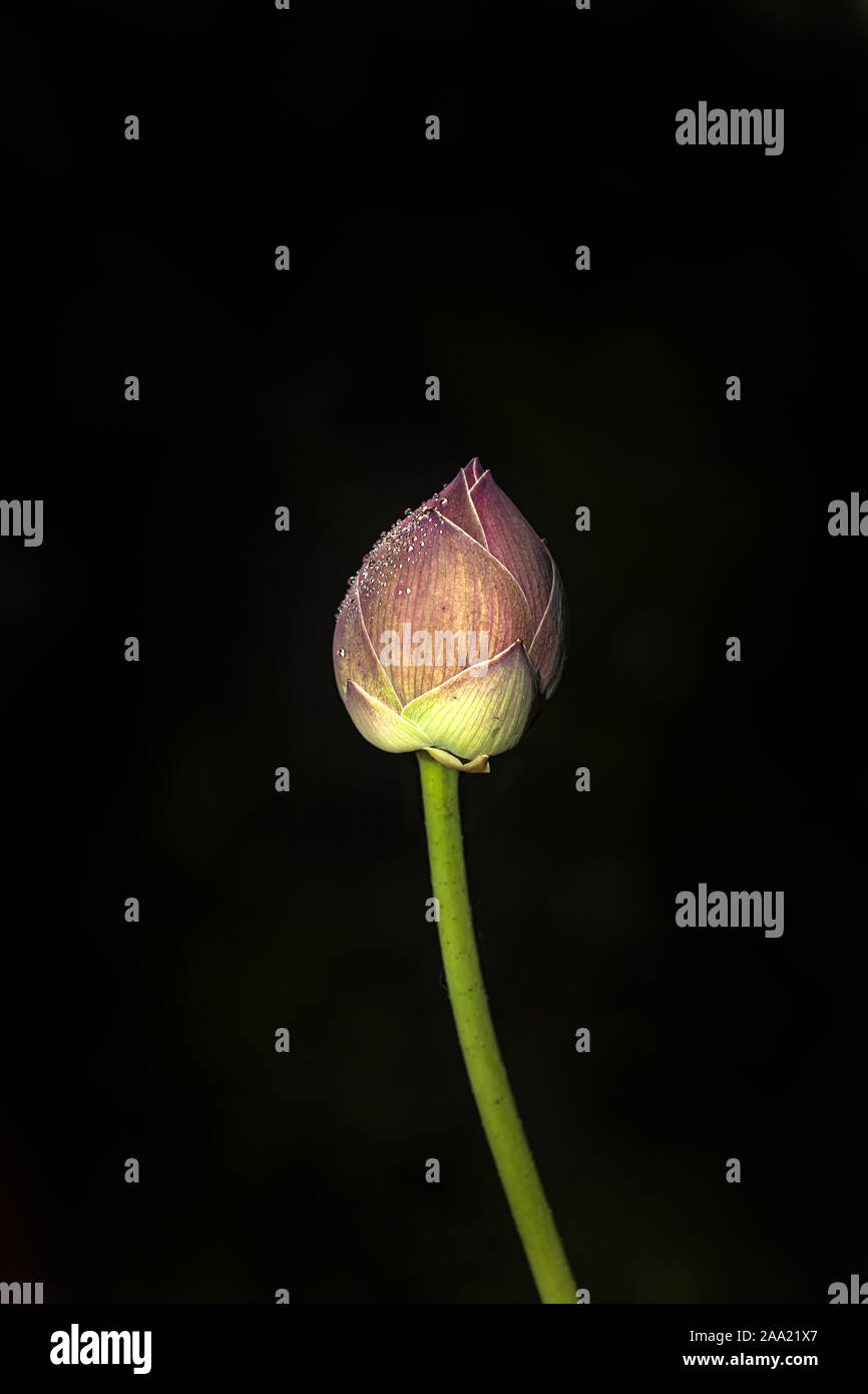 lotus bus close up in high contrast with black background , low key ...