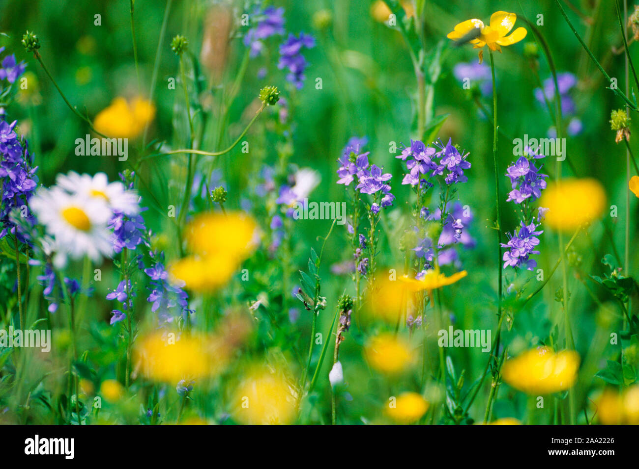 Bunte Blumenwiese High Resolution Stock Photography and Images - Alamy