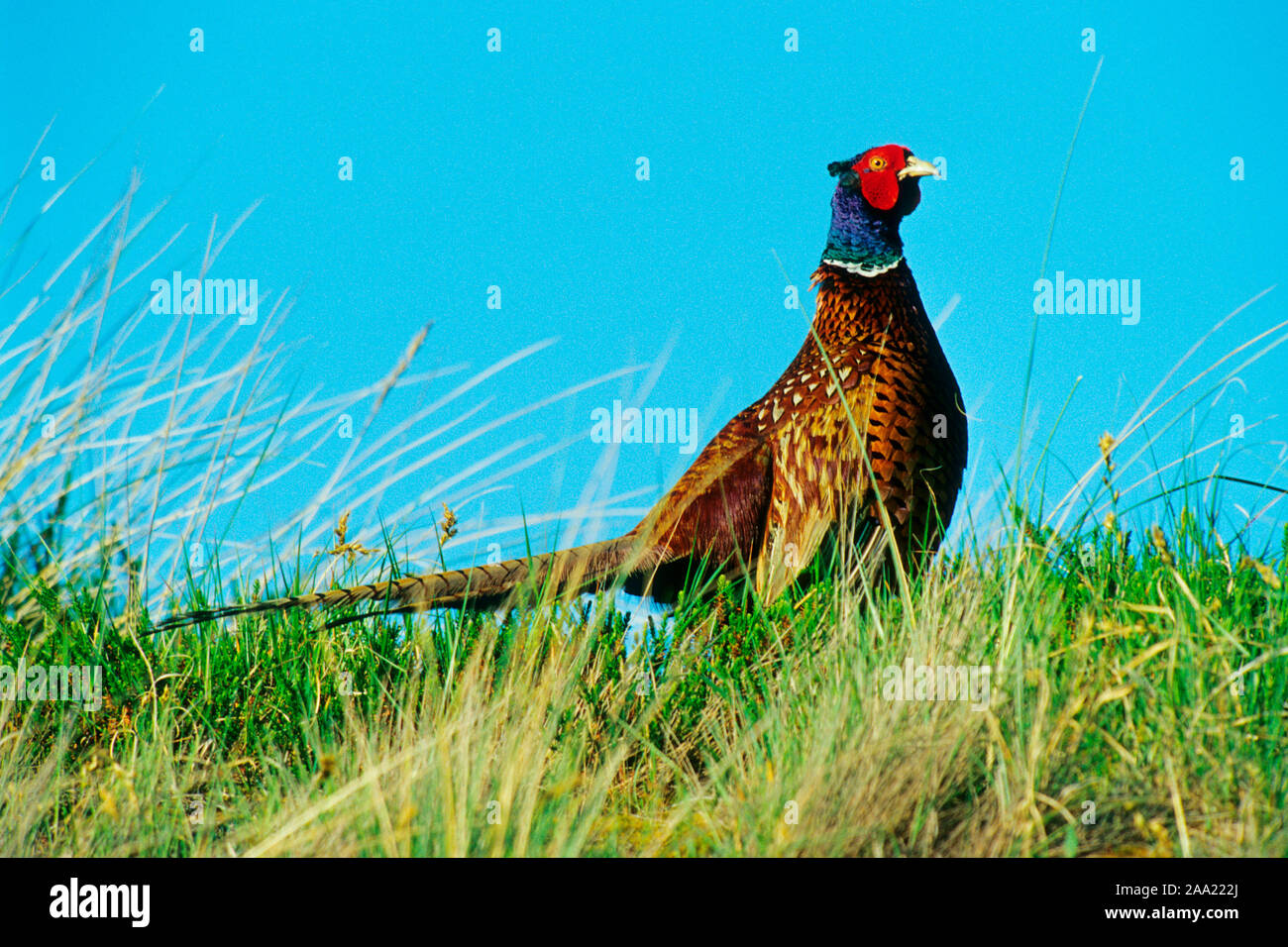 Tiere / Voegel / Animals / Birds / Jagdfasan / Fasan / Hahn / Game ...