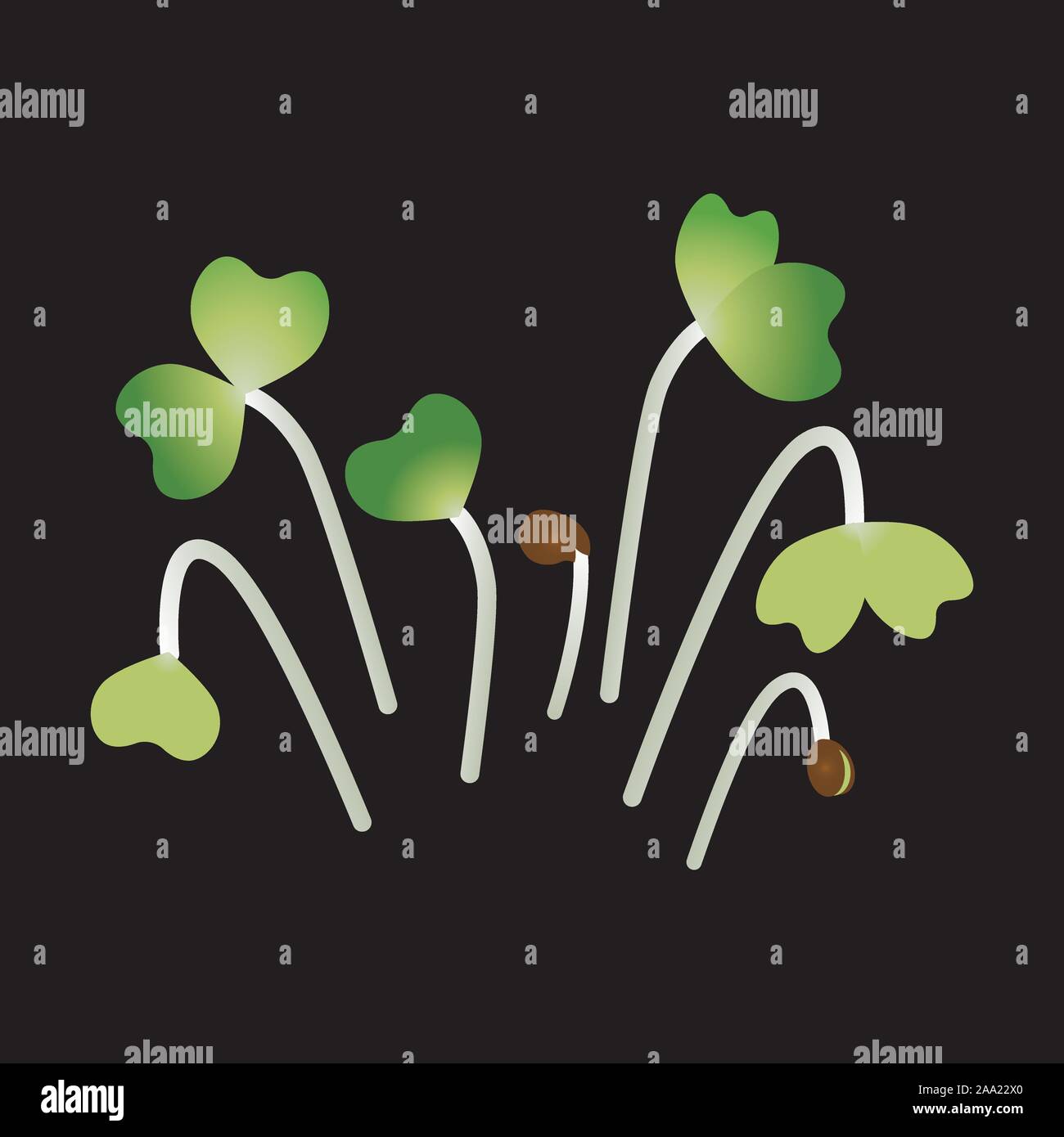 Microgreens Pak Choi. Bunch of plants. Vitamin supplement, vegan food ...