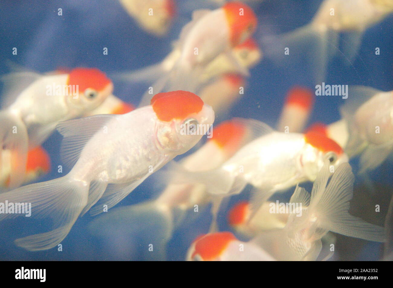 Aquarium fish, very cute fish Stock Photo - Alamy