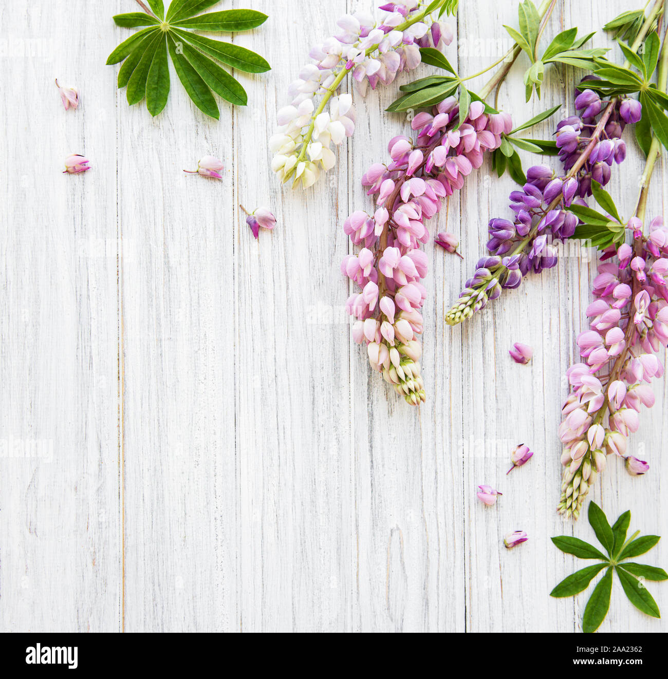 Pink lupine flowers border on a old wooden background Stock Photo - Alamy