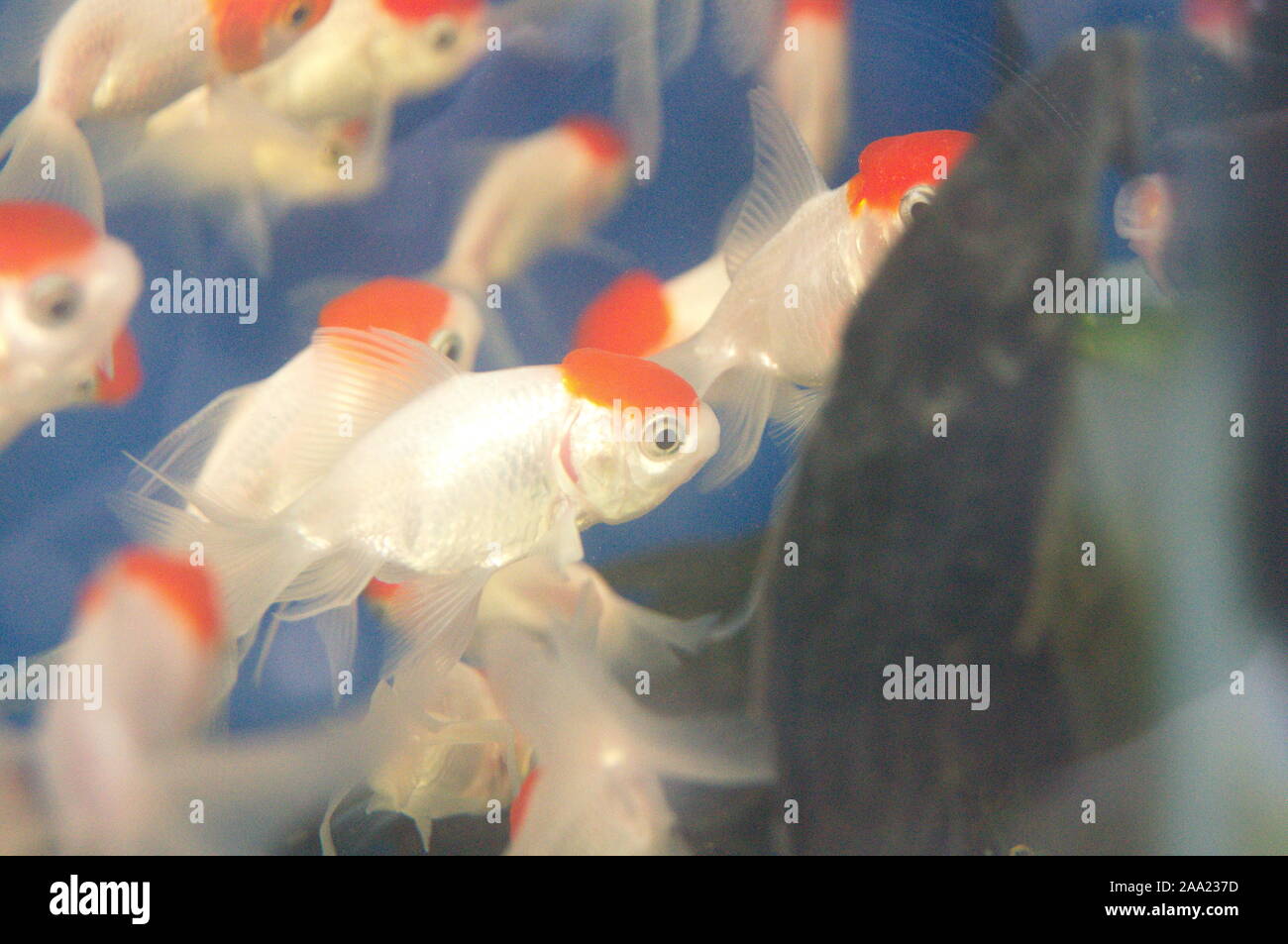 Aquarium fish, very cute fish Stock Photo - Alamy