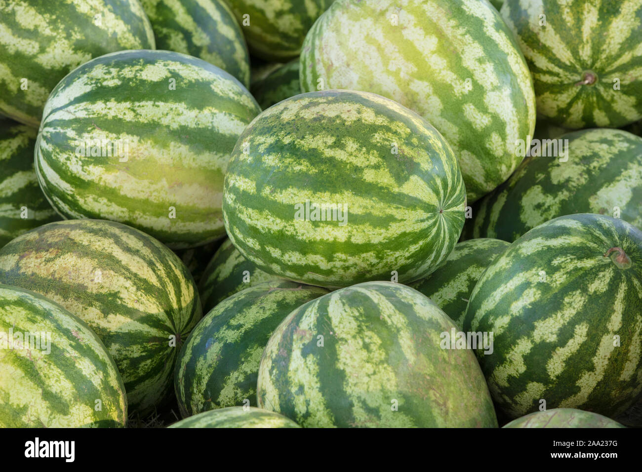 Background many large sized watermelons Stock Photo - Alamy