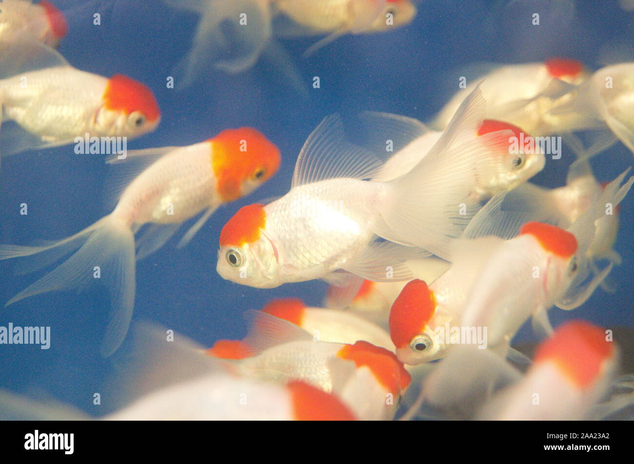 Aquarium fish, very cute fish Stock Photo - Alamy