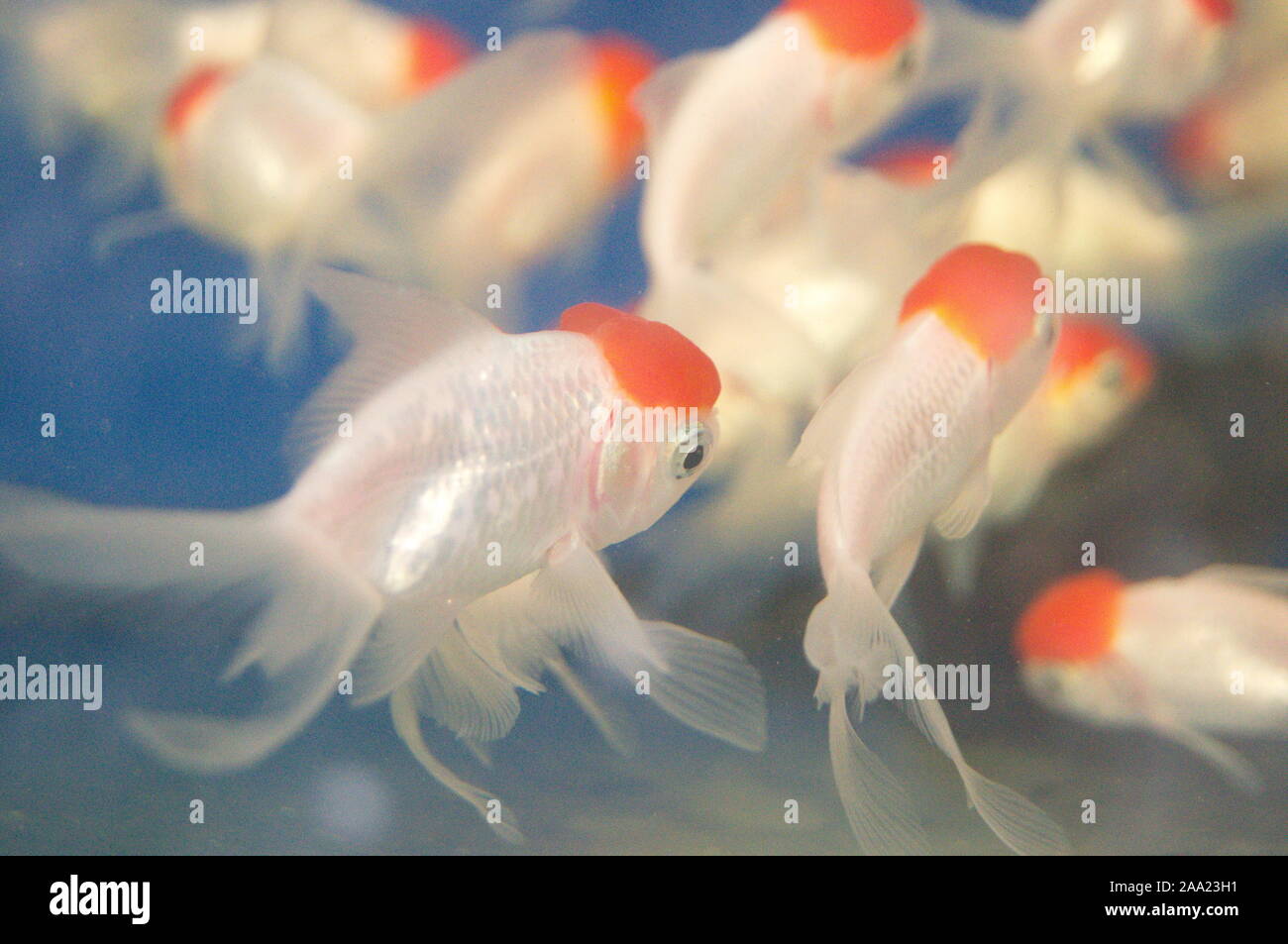 Aquarium fish, very cute fish Stock Photo - Alamy